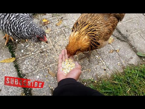 Hand-Feeding Backyard Chickens - YouTube