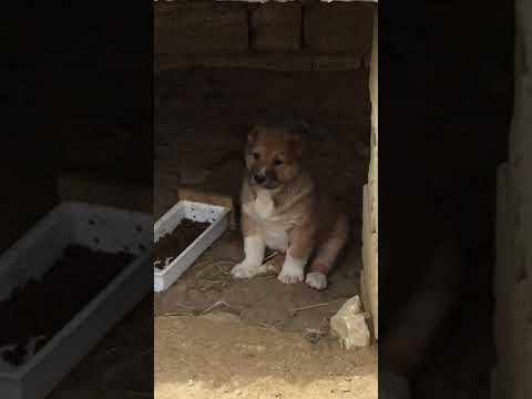 Puppy щенок Çoban iti ( Qurdbasar ) 40 günlük.Novxanı