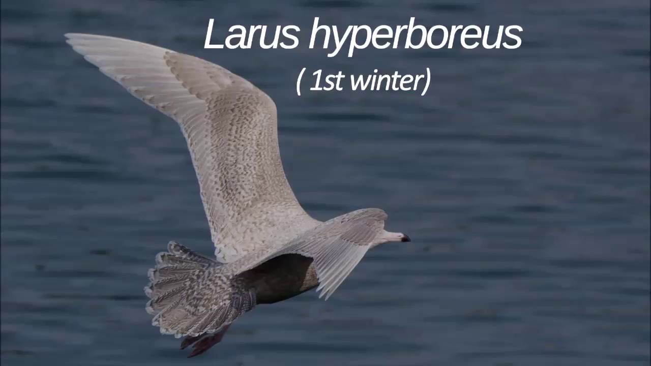 Larus hyperboreus (1st winter) - YouTube
