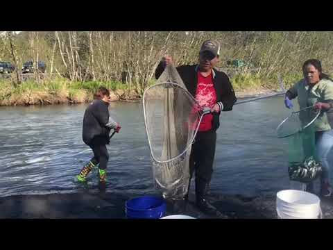 Dip Net In Alaska ตักปลา จับปลา Fish hunter-Fishing Creek Fish in ...
