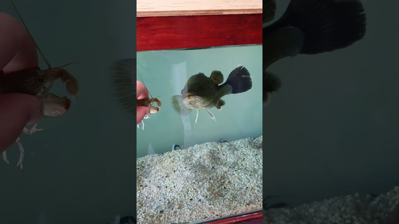 Murray cod eating - YouTube