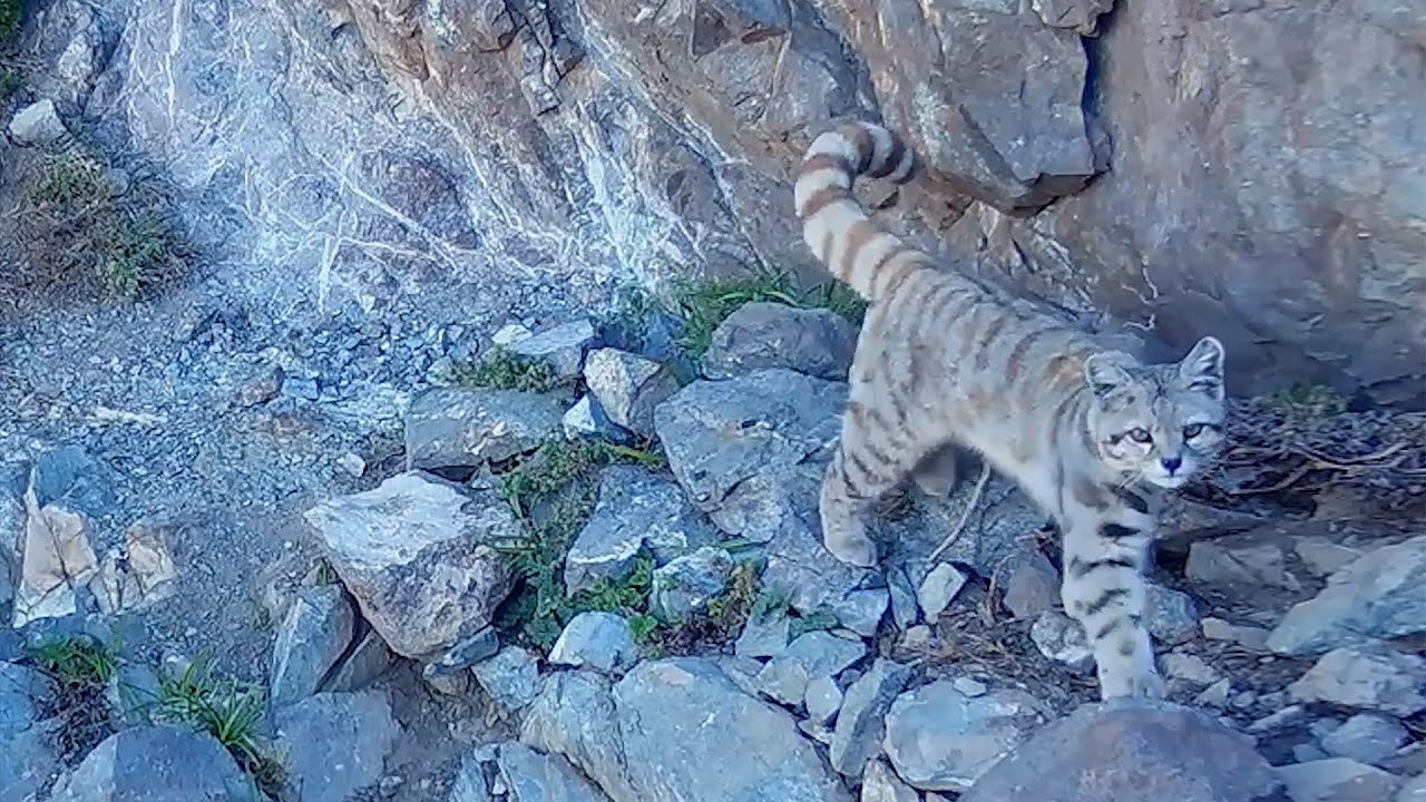 El gato andino, uno de los felinos más amenazados y desconocidos del ...