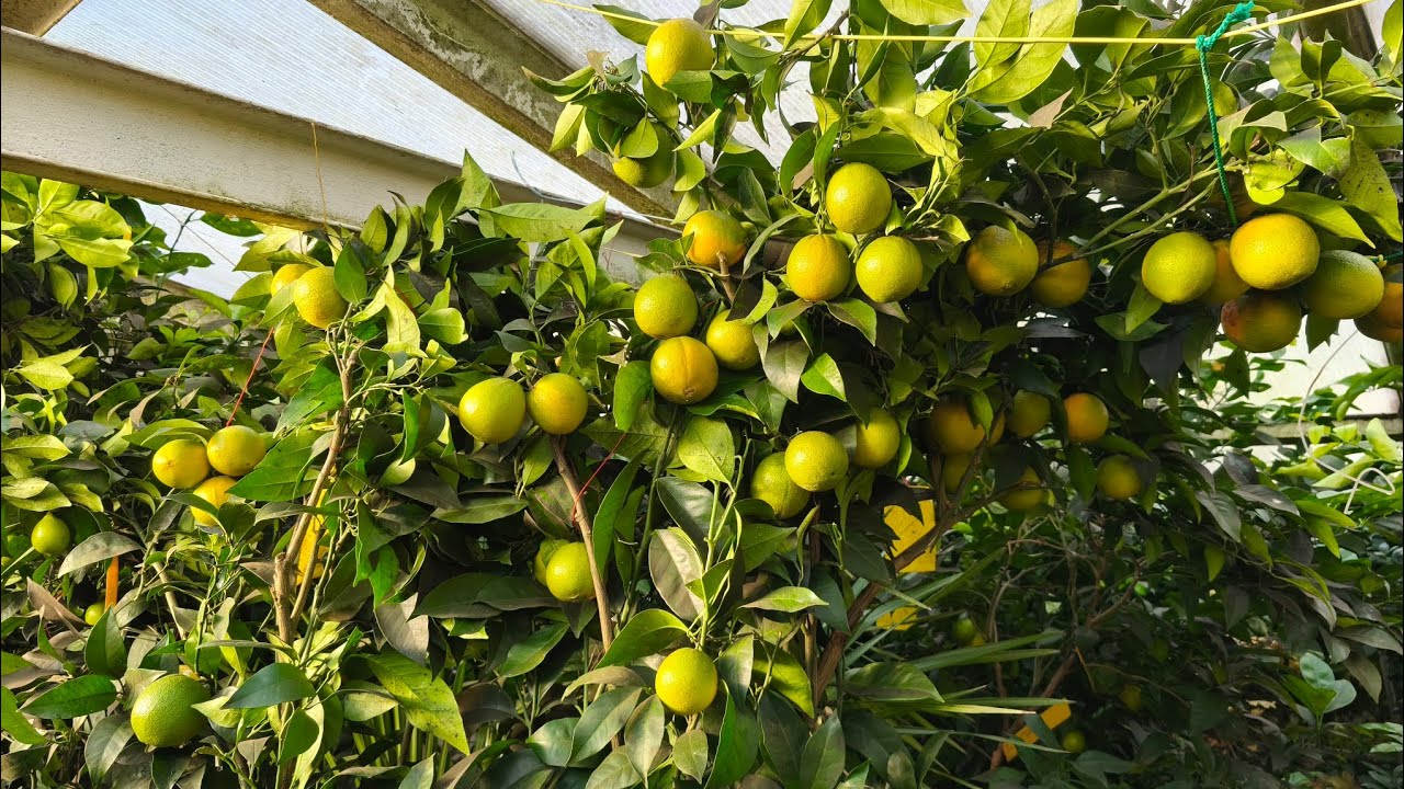 27. listopadu 2024 - YouTube