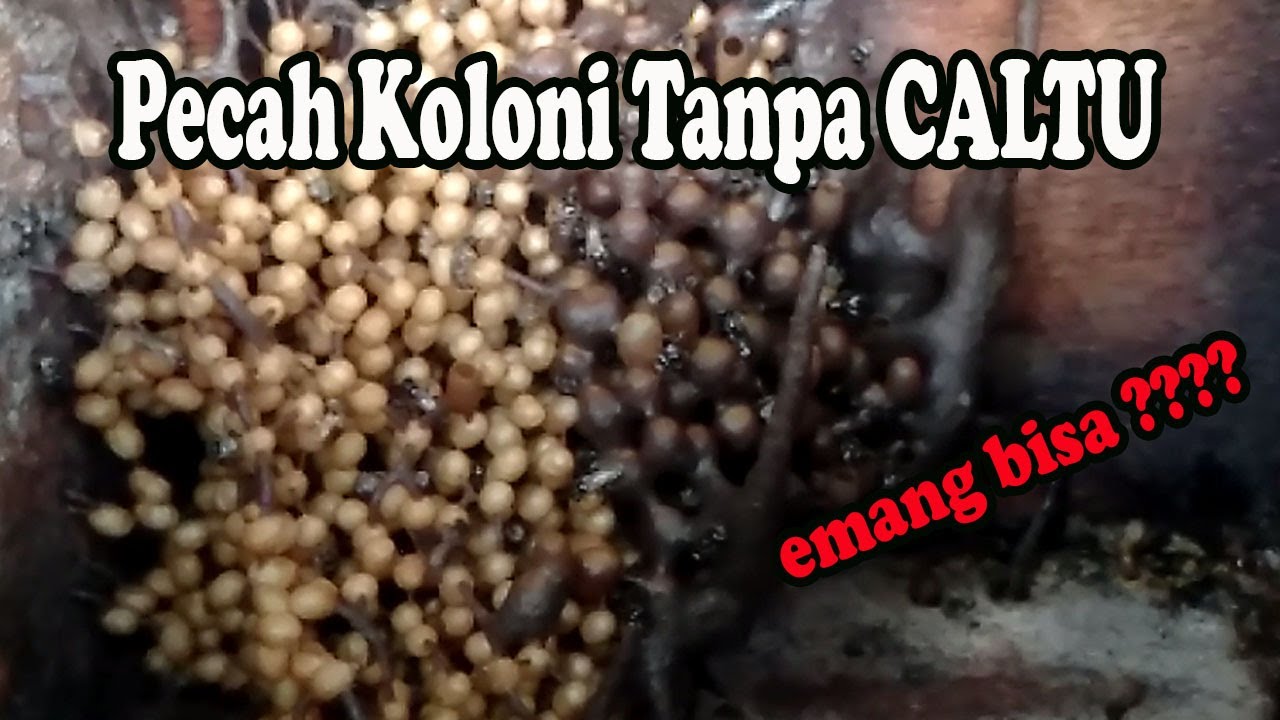 Split Koloni Tanpa Telor Caltu - YouTube