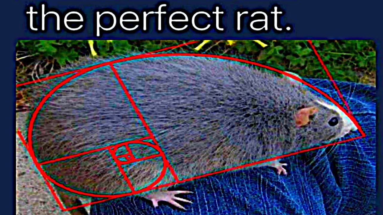 Math Memes 13 - The perfect rat - YouTube