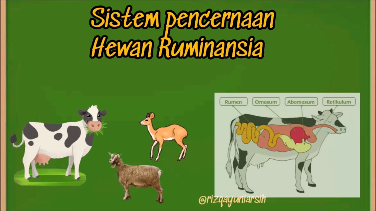 Sistem Pencernaan Hewan Ruminansia - YouTube