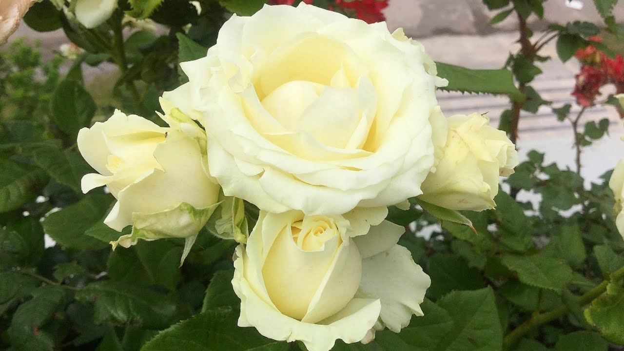 TINEKE ROSE | ONE OF THE BEST WHITE ROSES | GULAB KA PHOOL | RM GARDEN ...