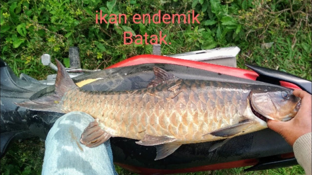 Mancing di danau toba strike ikan langka(ikan endemik danau toba/ihan ...