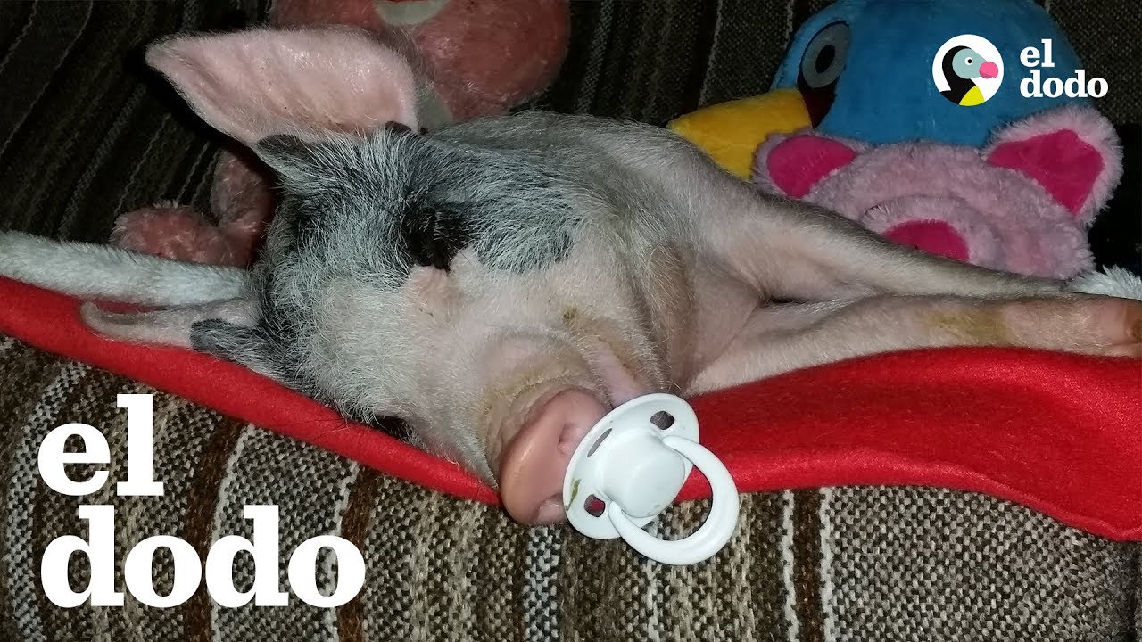 Familia se muda a una granja por su cerdo rescatado - YouTube