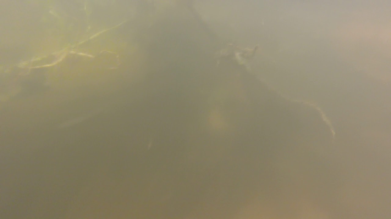 Snorkeling river ribble 2019. Footage of barbel - YouTube