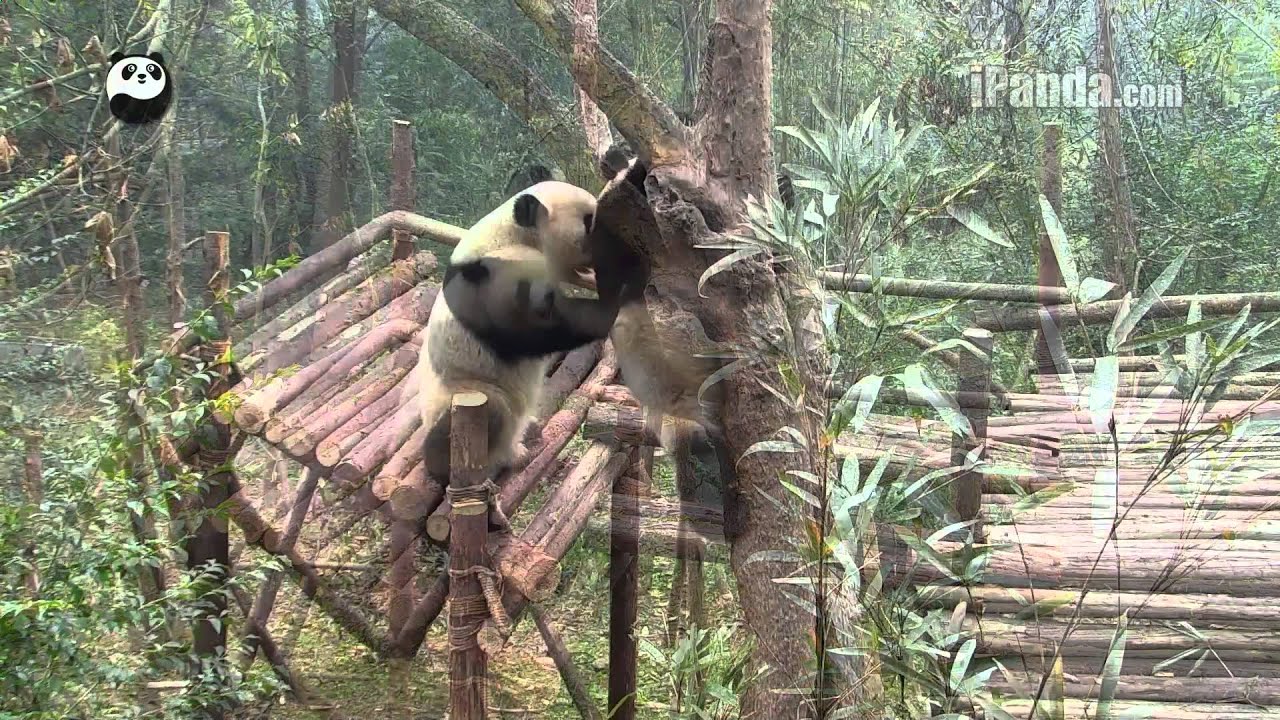 King of the panda hill - YouTube