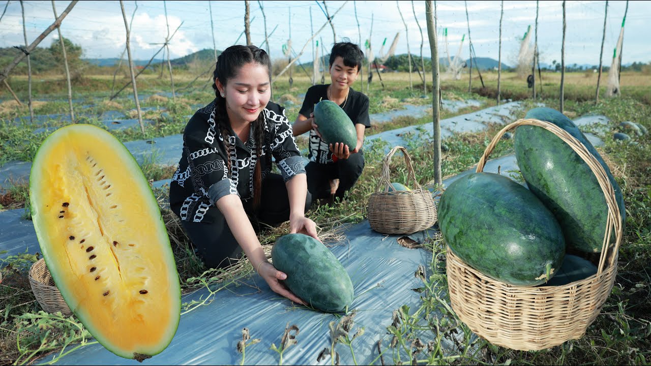 Crunchy & Sweet Yellow Water melon is coming in my village! | Sweet ...