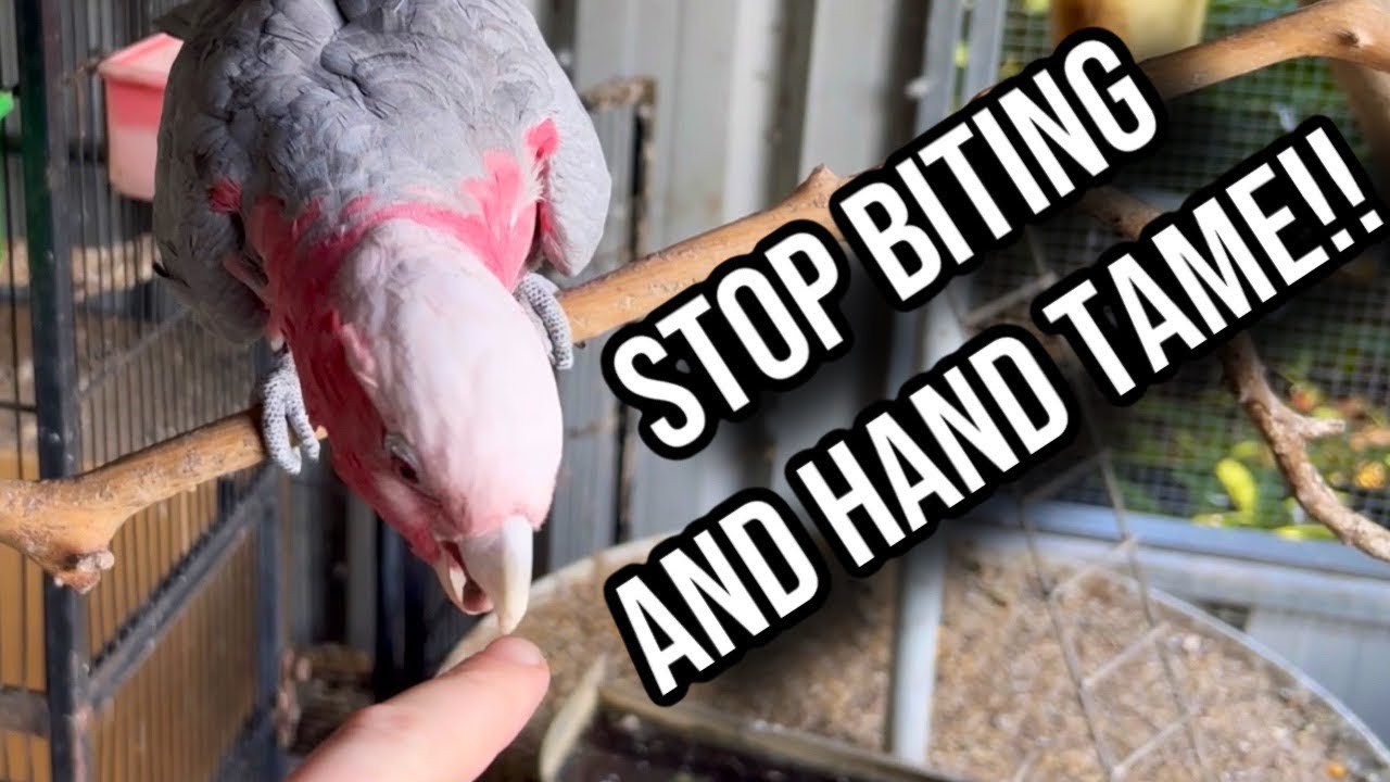 Quick & Easy Way Of How To Stop Your Bird Biting and to Hand Tame.. - YouTube