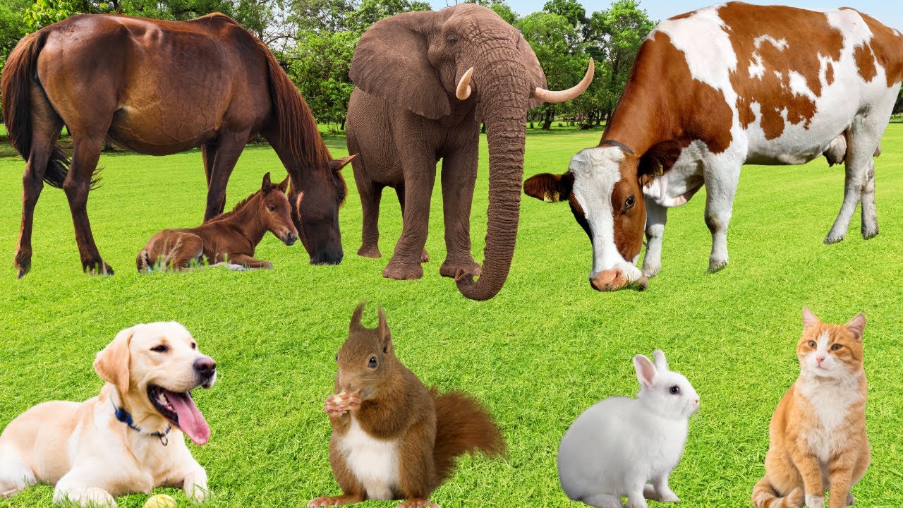 Facts About Farm Animals: Cow, Sheep, Horse, Duck, Pig, Dog, Cat-Animal ...