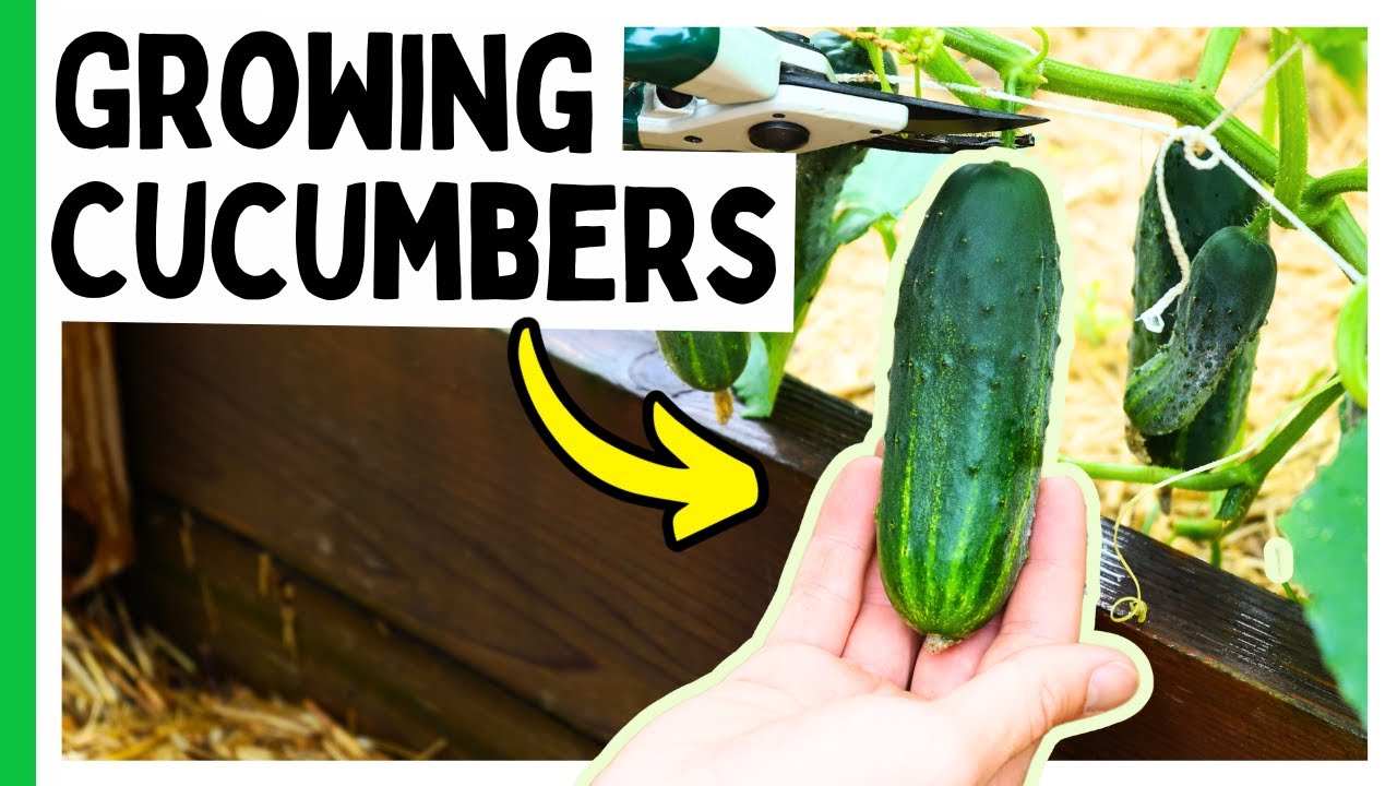 Grow AMAZING Cucumber Plants (Complete Guide) - YouTube