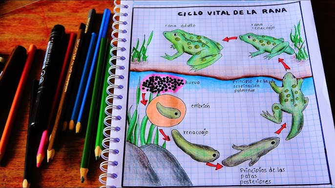 Ciclo De Vida De La Rana