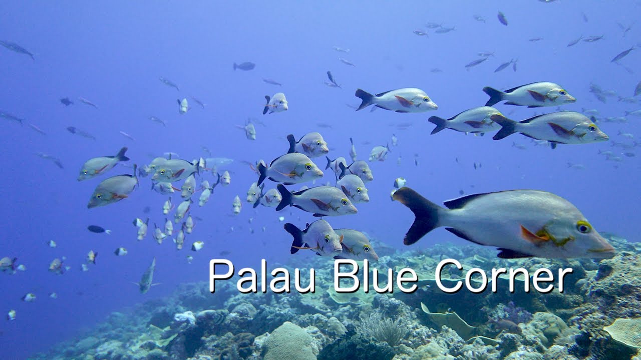 Diving Vlog PALAU 202304c2【4K】Blue Corner - YouTube