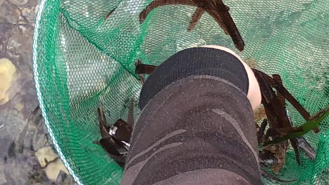 Pez zorzal ( symphodus doderleini ) - YouTube