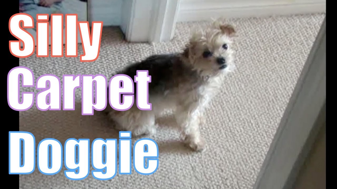Silly Carpet Doggie - YouTube