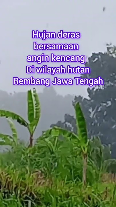hujan angin di wilayah hutan kabupaten Rembang Jawa Tengah #hujan #hujanangin - YouTube