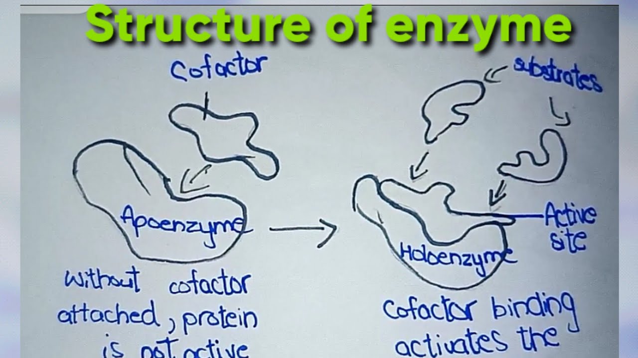Structure of enzyme diagram|Drawing with Fatima - YouTube