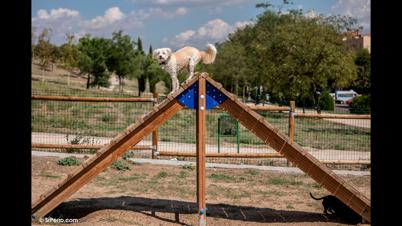 Parques de perros y bienestar canino: una charla con Dani de Anut ...