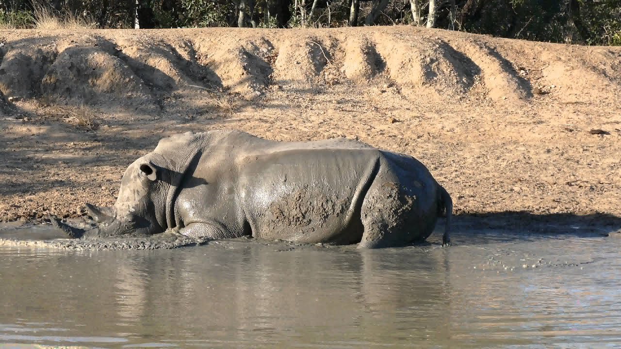 Rhino mud bath - YouTube