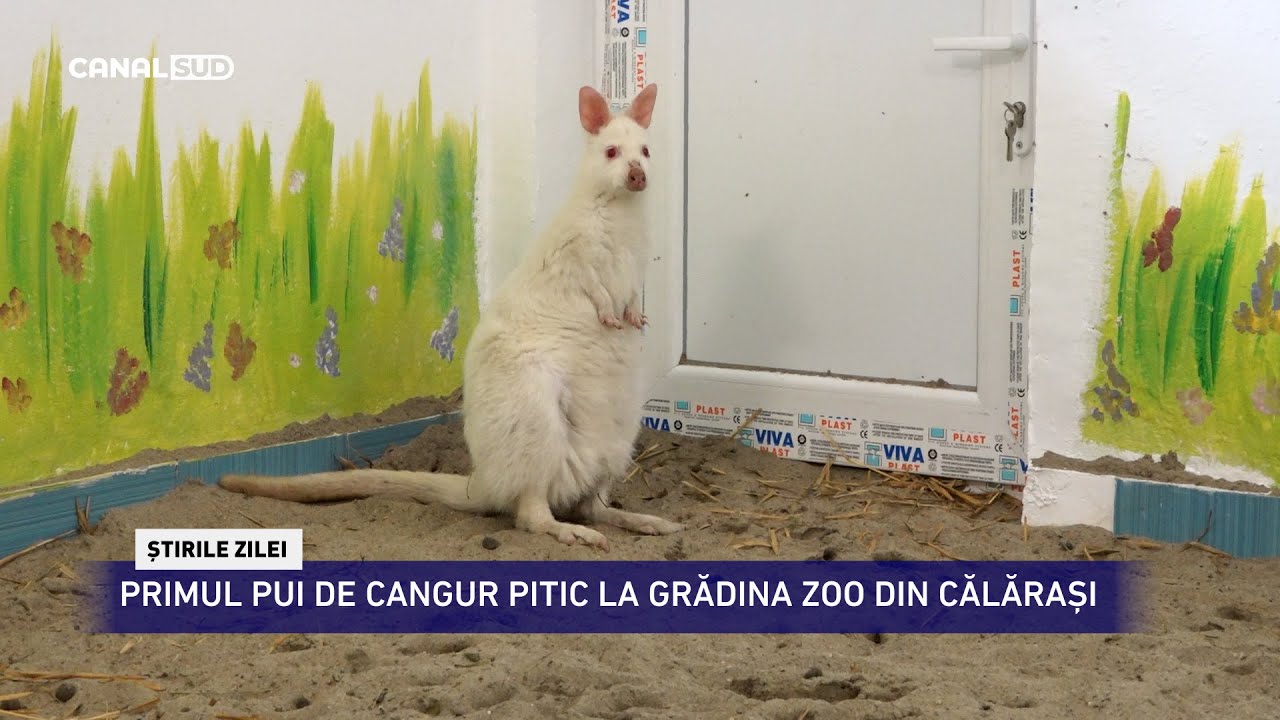 CANAL SUD / PRIMUL PUI DE CANGUR PITIC LA GRĂDINA ZOO DIN CĂLĂRAȘI ...