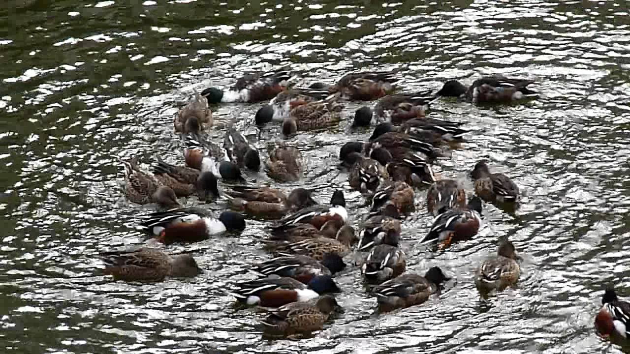 Japanese ducks caught in a whirlpool! (Tokyo IRL on Twitch ...