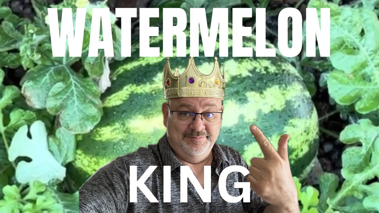 Watermelon King Update 2024 - YouTube