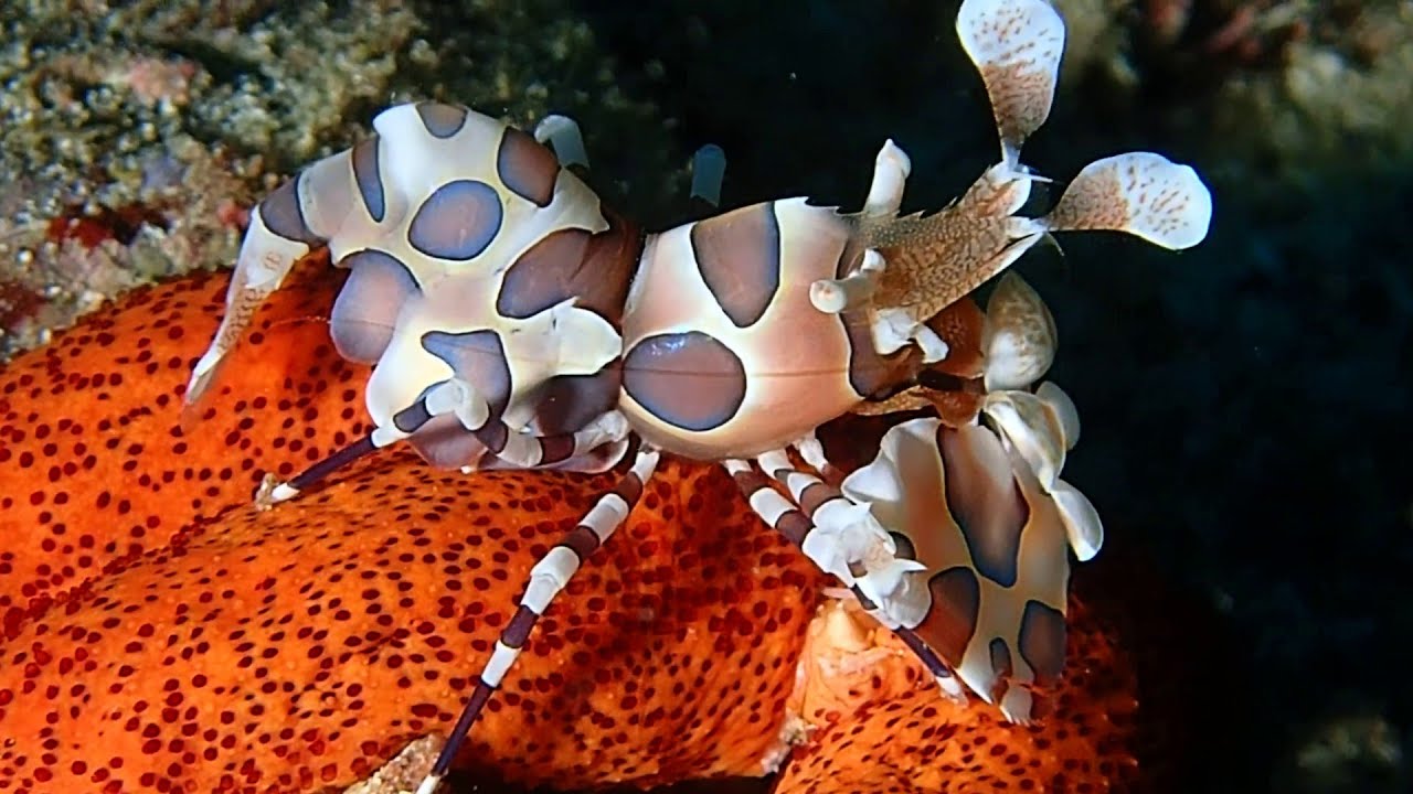 Harlequin Shrimp The Ultimate Ornamental Invert | Most Colourful and ...