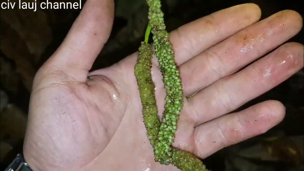 hunting yos hav zoov tua nas noj txiv - YouTube