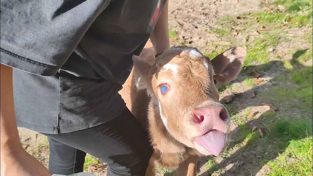 ¿TENDRÁ UN BUEN FINAL ESTA TERNERA?🤔 COW VIDEO - YouTube