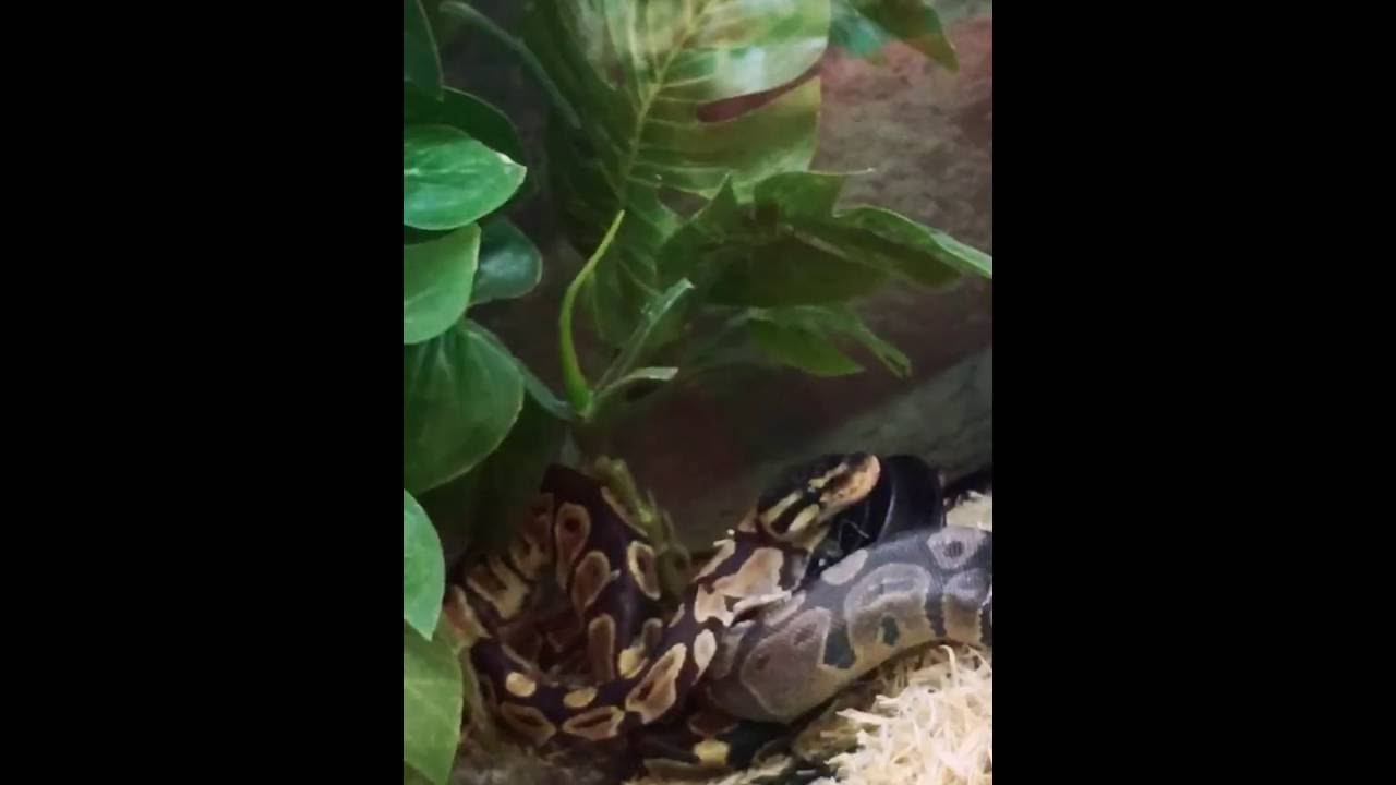 Baby ball python snake stuck at PetCo - YouTube