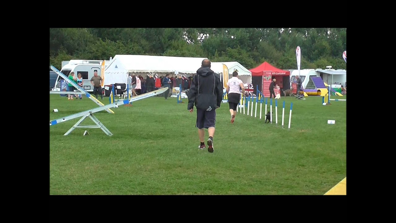 The Flying pugs at KC agility Festival 2014 - YouTube