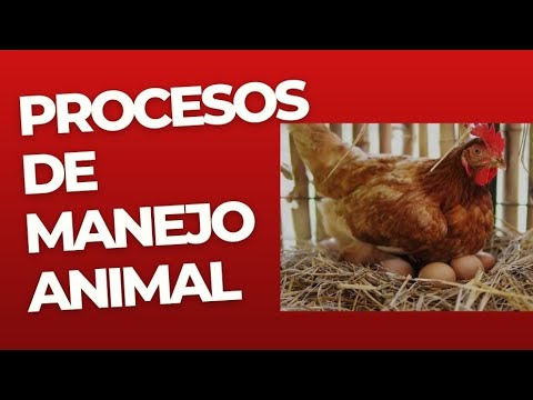 Procesos de manejo animal - YouTube