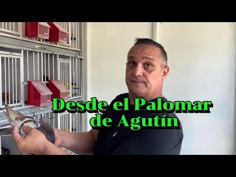 El palomo Valenciano la base dé cualquier palomar. 👌 - YouTube