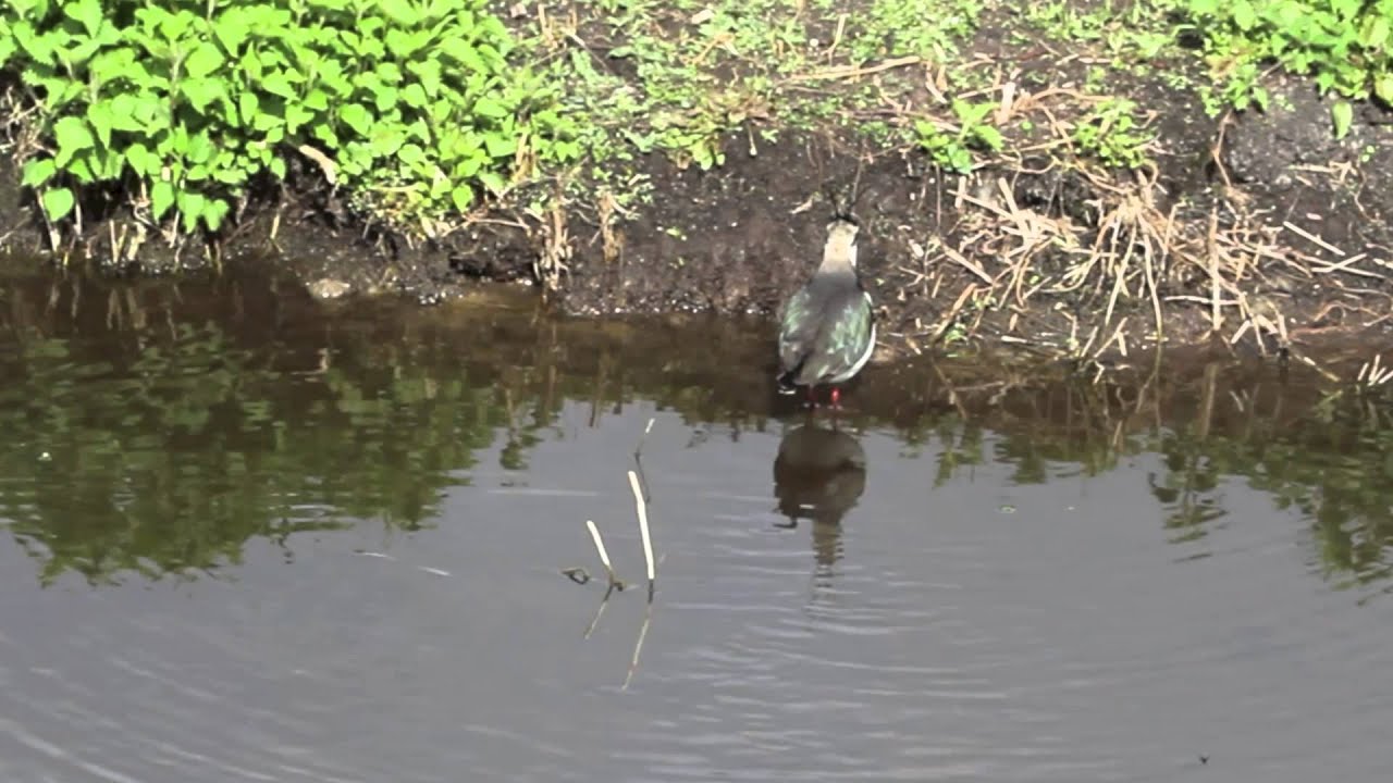 Strumpshaw Fen/Ranworth Broad - YouTube
