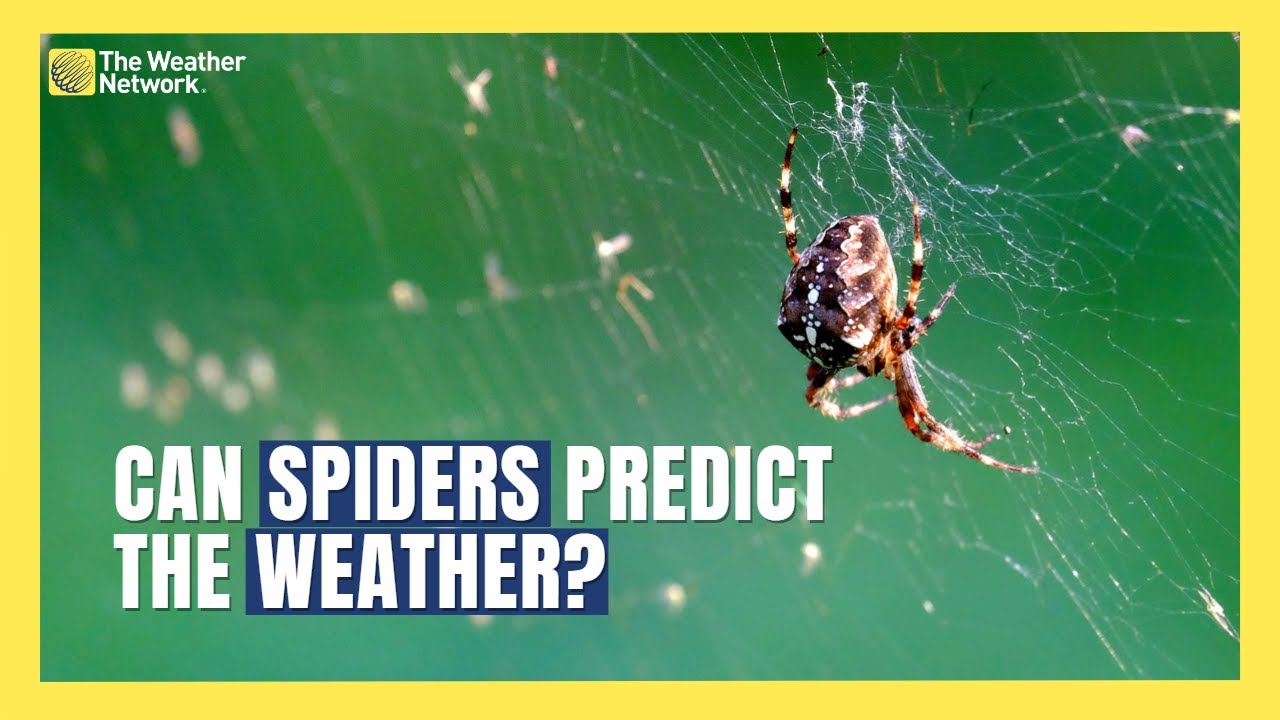 Fact or Fiction: Can Spiders Really Predict the Weather? - YouTube