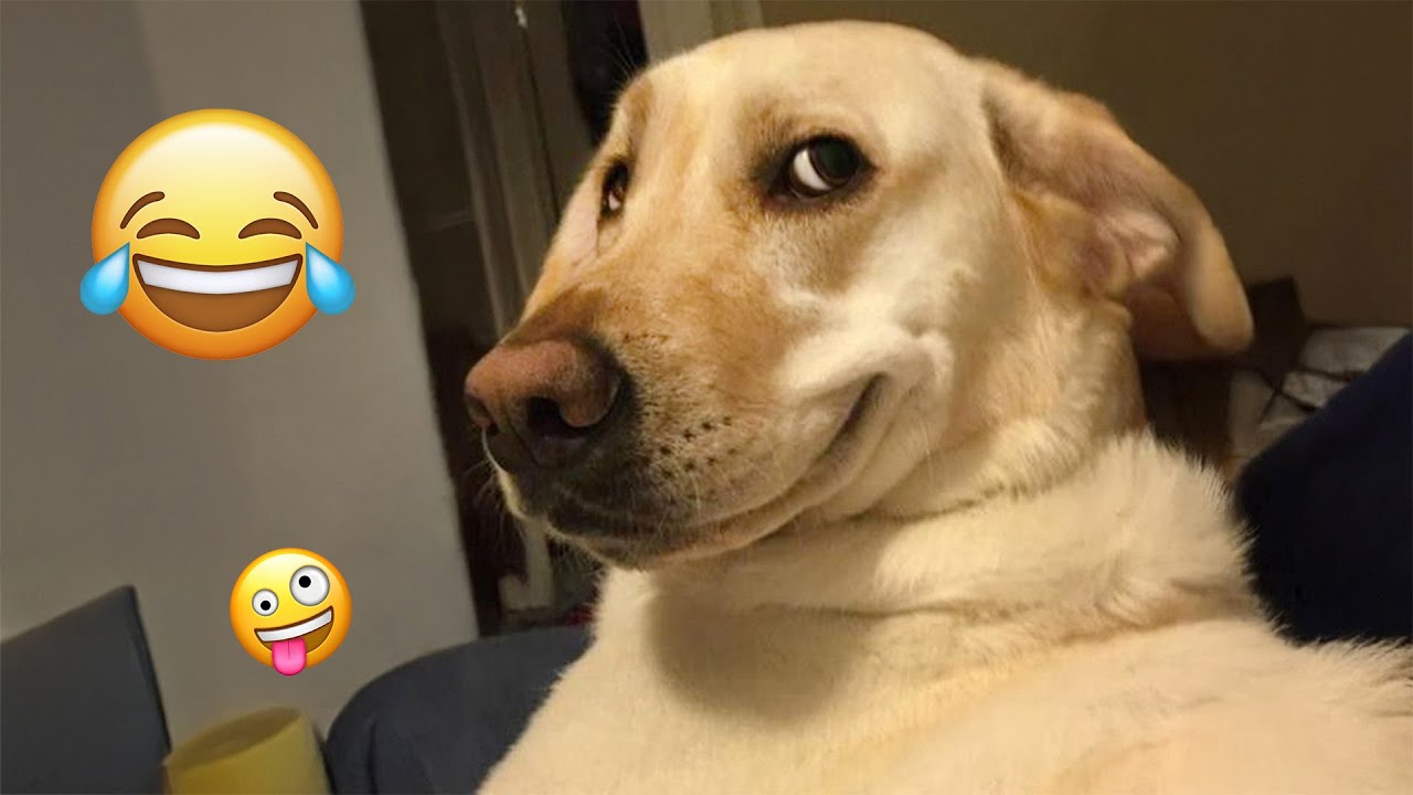 I BET you CAN’T stop LAUGHING at these FUNNY DOGS 😂🐶 – Try Not to Laugh ...