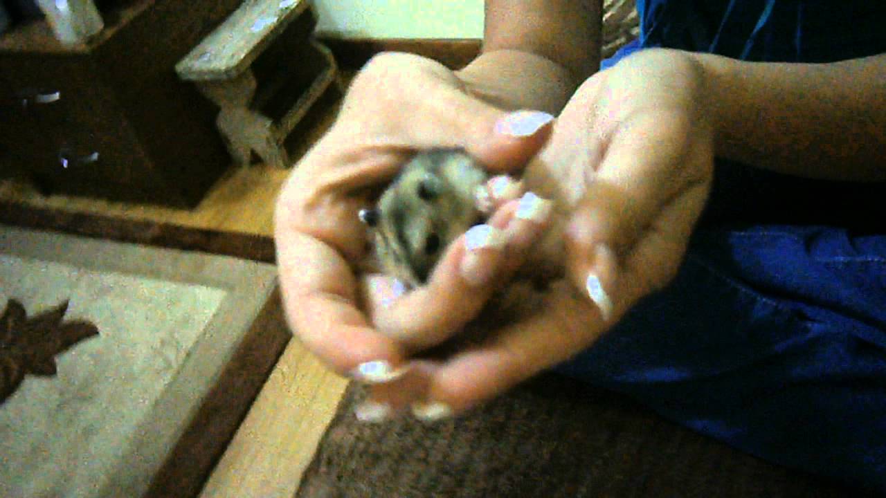 Hamsteri pitici siberieni - YouTube