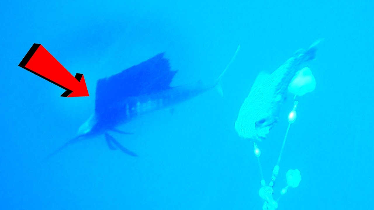 Sailfish ATTACKS my fish (CAUGHT ON CAMERA) - YouTube