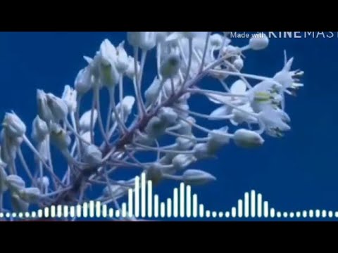 Aaa Aaa islami background music by furkhan