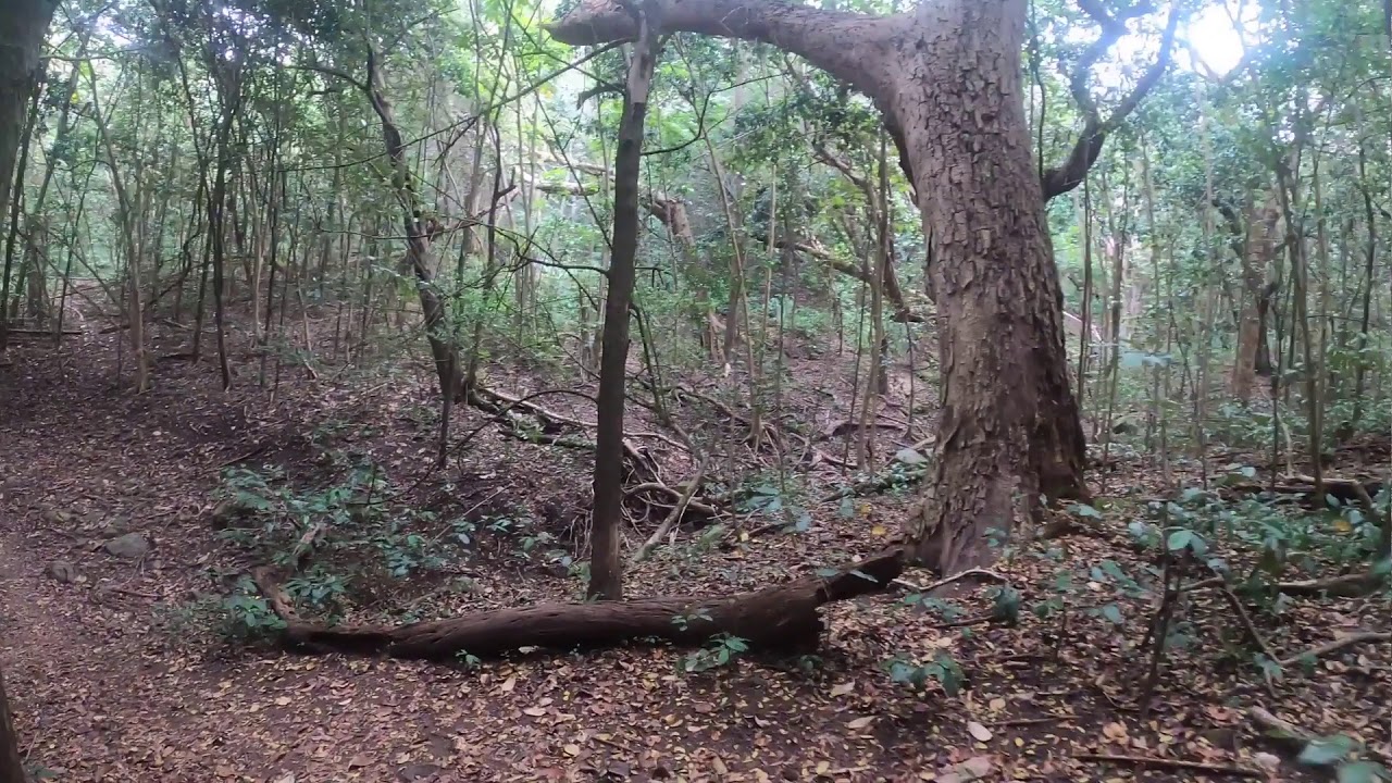 Ohana trail Kailua, HI Sullivan To Ditch Trail 1 - YouTube