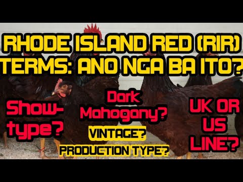 RHODE ISLAND RED (RIR) DARK MAHOGANY, UK AT US LINE, SHOW-TYPE ...