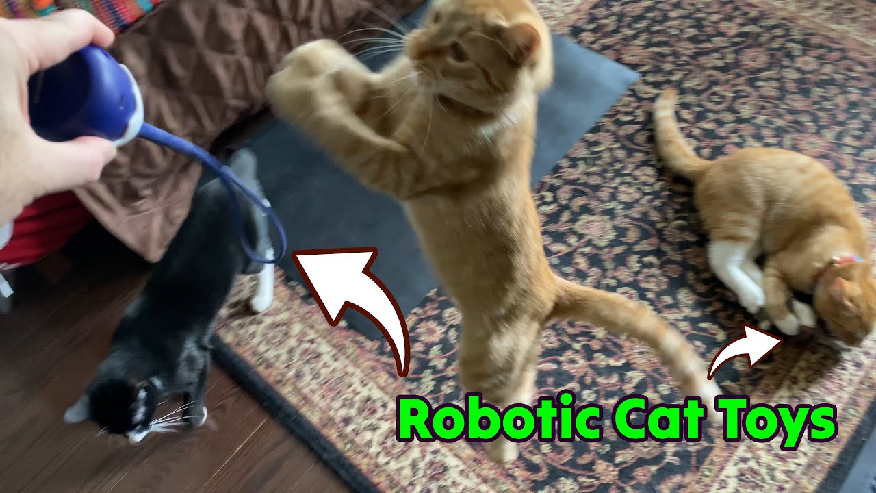 2 Addictive Robotic Cat Toys Found on Amazon 🐈 Gadgetify - YouTube