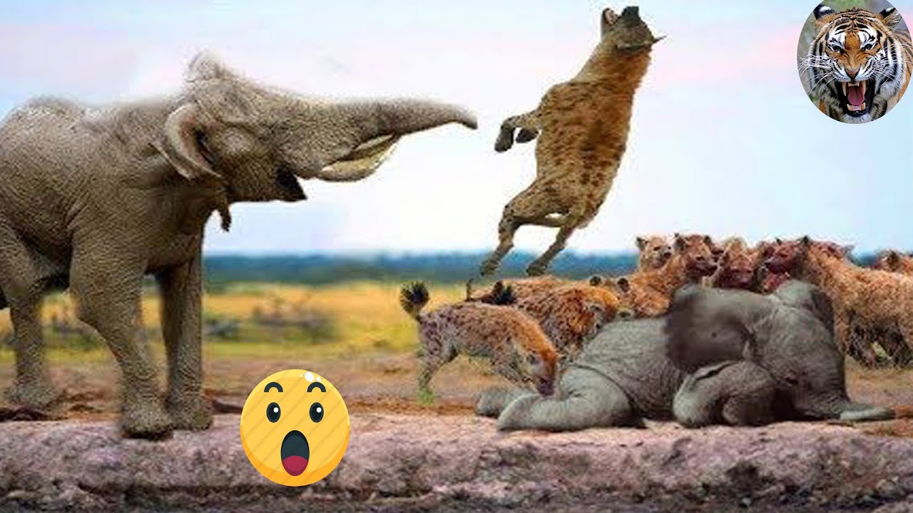Elephant Survival Battle Protects Baby Elephants From Lion - Hyena vs ...