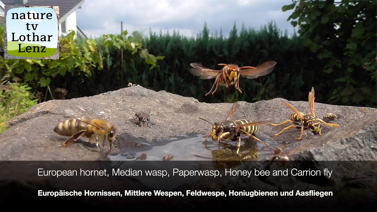 European hornet, Median wasp, Honeybees and carrion flys. - YouTube
