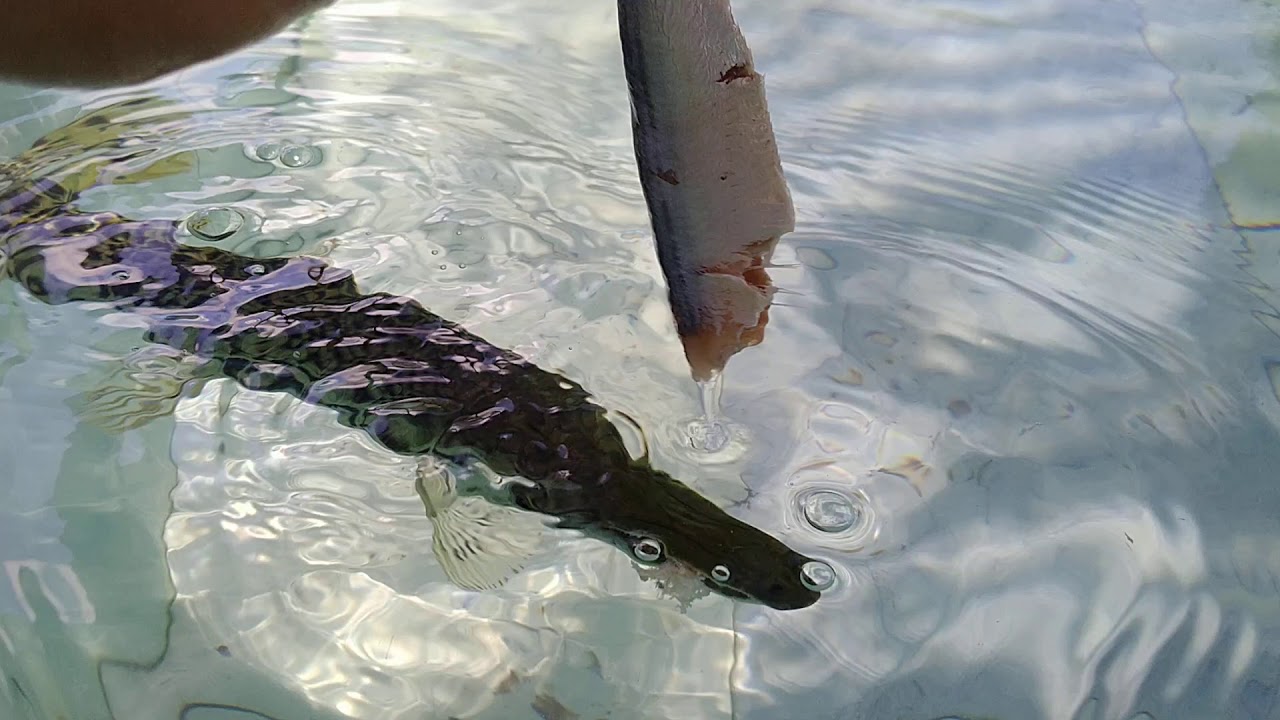 Alligator gar attack - YouTube