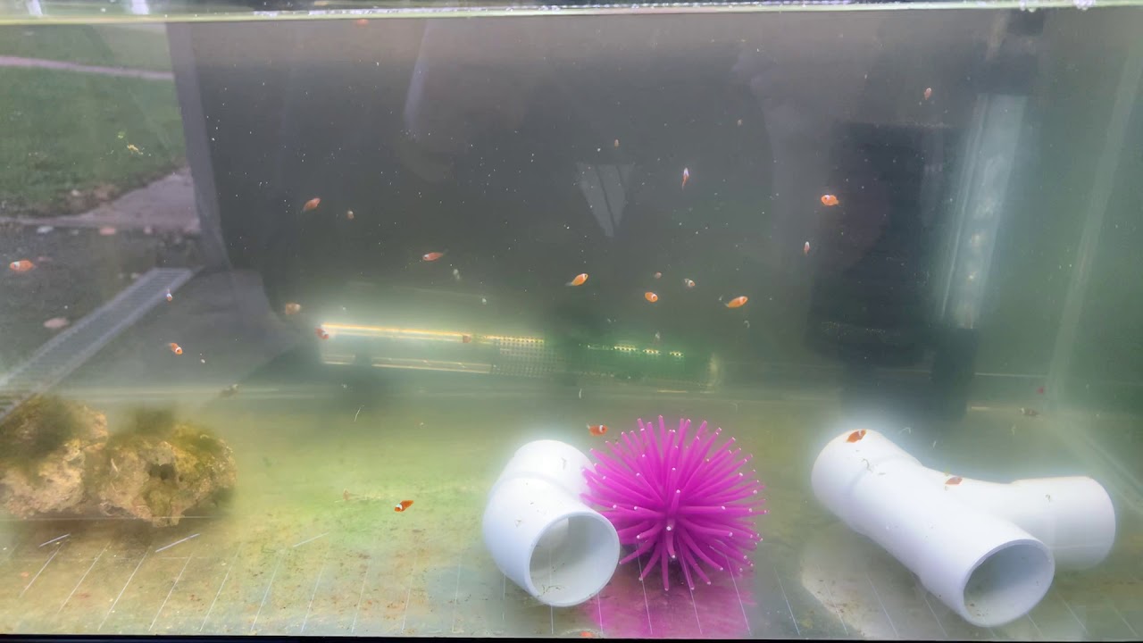 Breeding Clownfish Fry - YouTube